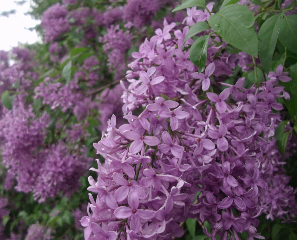 Preparing Lilacs for Recipes – Diane's Food Blog