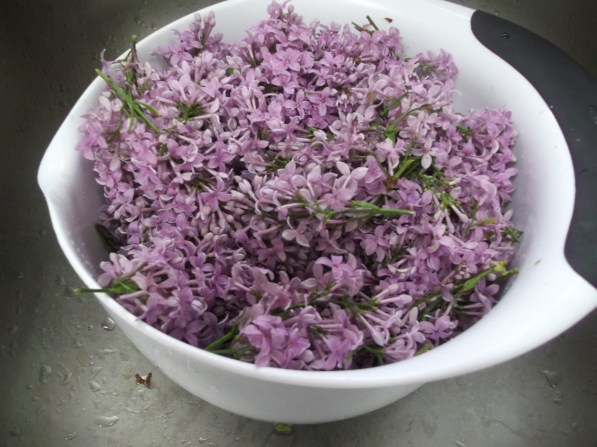 Preparing Lilacs for Recipes – Diane's Food Blog