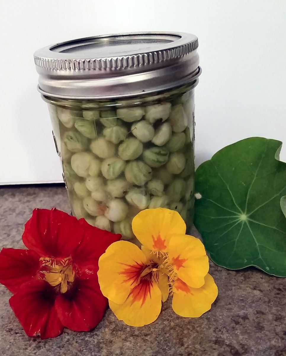 Pickled Nasturtium Seed Buds – Diane's Food Blog