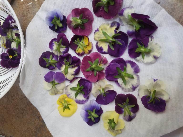 Candied Flowers – Diane's Food Blog